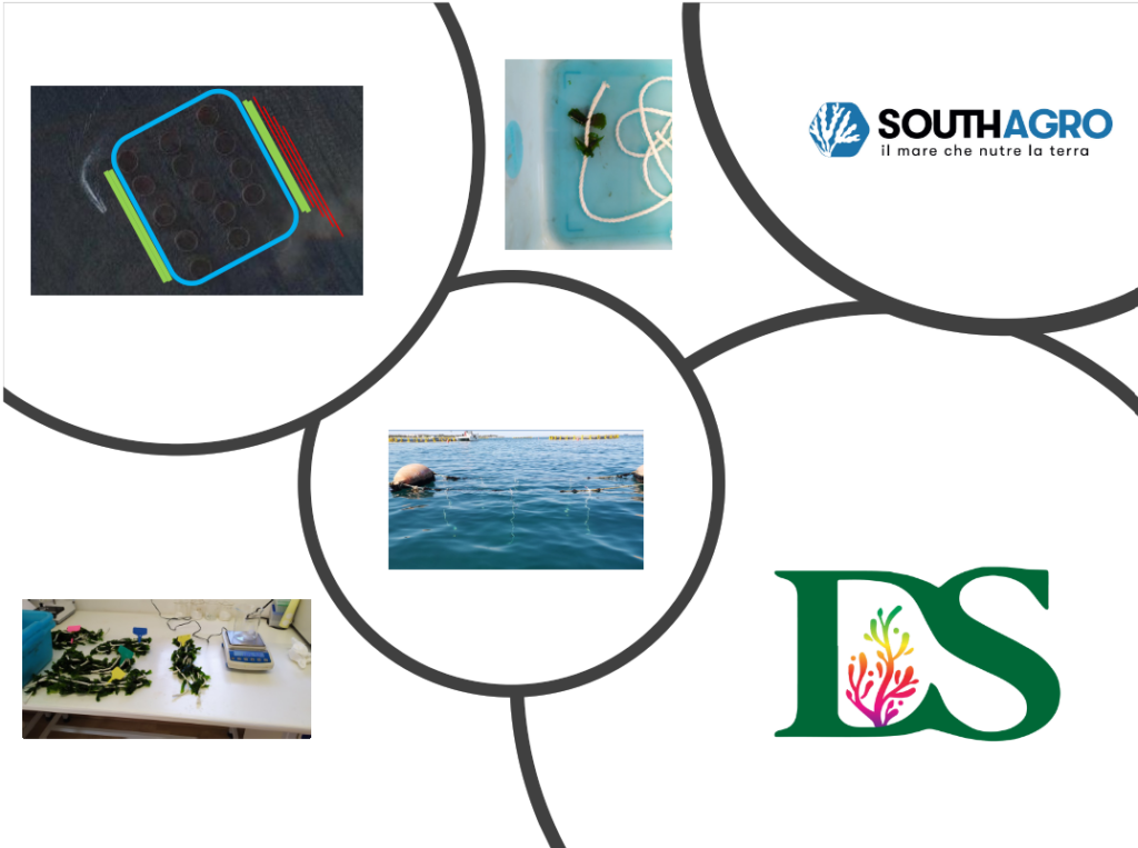 Projects - Dynamic Seaweed